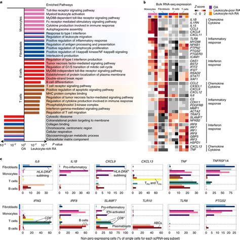 Transcriptomic Profiling Of Synovial Cells Reveals Upregulation Of
