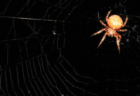 Cat Faced Spider Uncovered Essential Information Simplified Whats