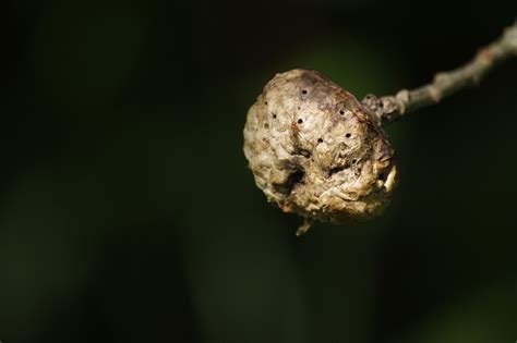 10 Free Insect Gall Gall Wasp Images Pixabay