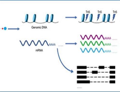 AltAnlayze Bulk And Single Cell RNA Seq Tutorial RNA Seq Blog