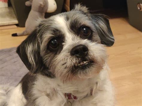 How To Automatically Create A Servicenow Ticket Ba Servicenow Community