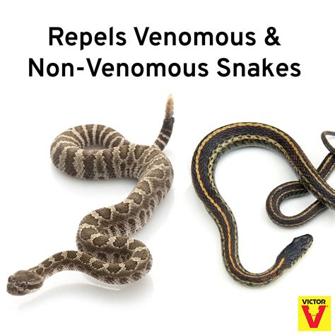 Non Poisonous Snakes