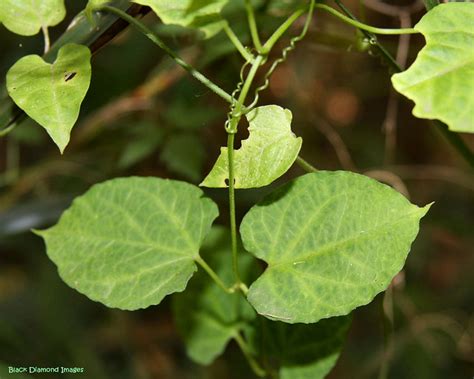Vincetoxicum Paniculata Syn Tylophora Paniculata Thin Leaved
