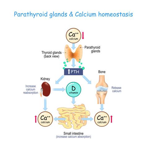 Parathyroid Hormone Phosphate