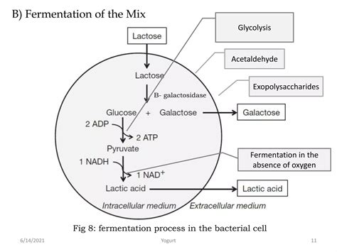 Fermentation Process In Yogurt Industry Pptx
