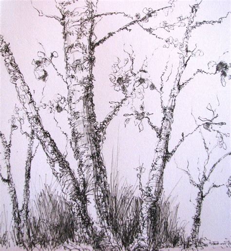 Kim Blair Pen And Ink Drawing Tree Study By Canadian Artist Kim Blair
