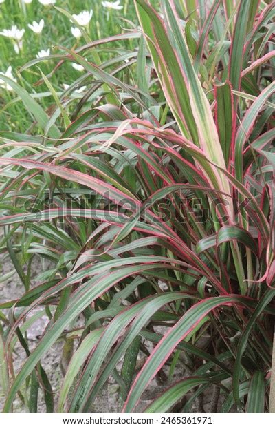 Phormium Jester Photos Images And Pictures Shutterstock
