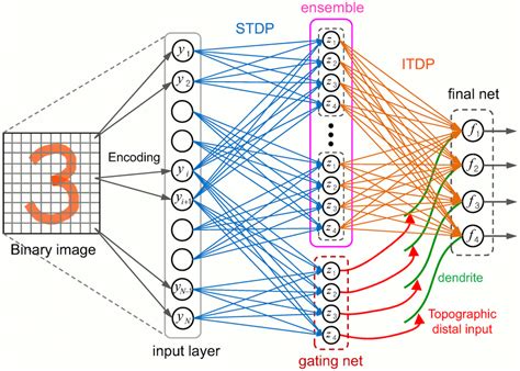 sem itdp ensemble network architecture the stdp connections which