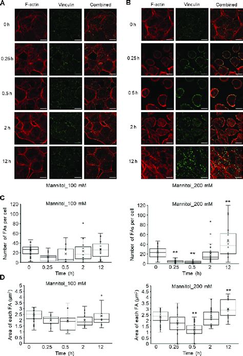 Effects Of Hyperosmotic Mannitol Stress On Actin And Vinculin
