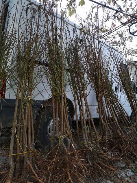 ხეხილის ნერგები სანერგედან იყიდება უმაღლესი ხარისხის