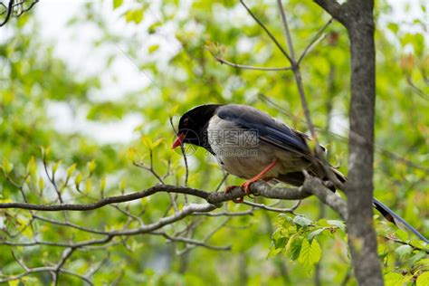 一只鸟独自站在树上高清图片下载 正版图片507380071 摄图网