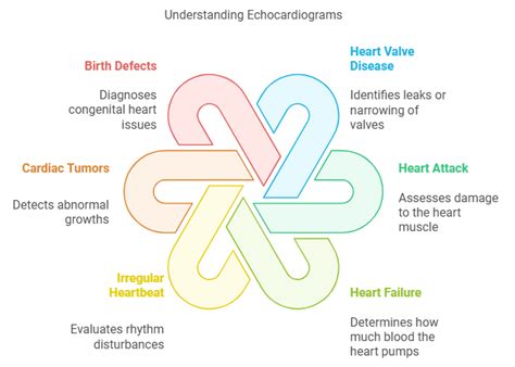 Understanding The Echocardiogram Procedure Benefits And Insights