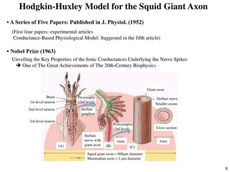 Ppt Noise Induced Bursting Synchronization In A Population Of Coupled Neurons Powerpoint