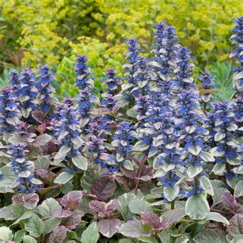 Ajuga Burgundy Glow Care