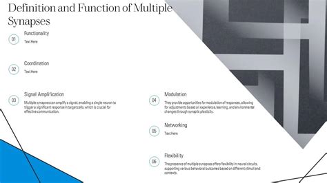 Definition And Function Of Multiple Synapses Polysynaptic Ppt Mockup St