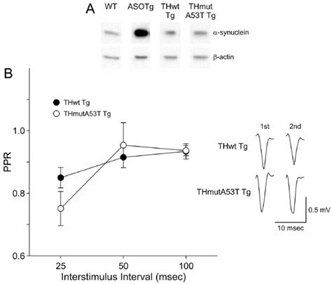 Paired Pulse Depression Occurs In Striatum Of Thwt Tg Mice Download