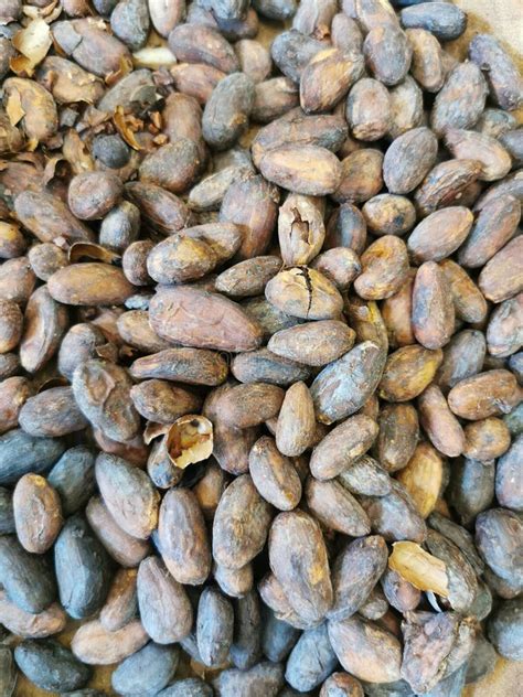 Roasted Cocoa Beans Stock Image Image Of Healthy Bean 254597995