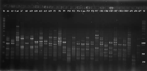 Banding Patterns Of Amplified Dna Fragments Of Yeast Isolate By Box Pcr Download Scientific