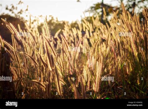 Silhouette Flower Blade Of Grass Field Sunlight Rim Light Stock Photo Alamy