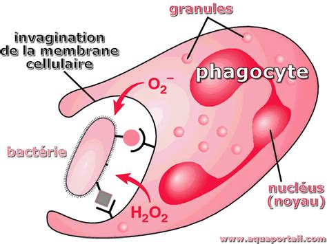 Phagocyte Synonymes Et Antonymes