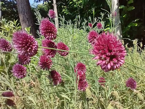 Allium Bloom Times See When Allium Bulbs Flower Infographic