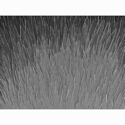 Pins And Needles Grahams Gallery