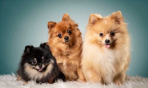 Pomeranian Colors