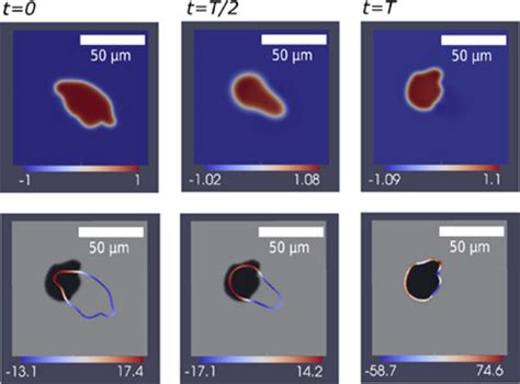 Cell Two First Row Solutions Of The Phase Field Variable ϕ Second