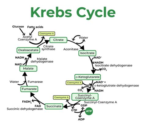 What Is The Krebs Cycle In Simple Terms At Sheila Hill Blog