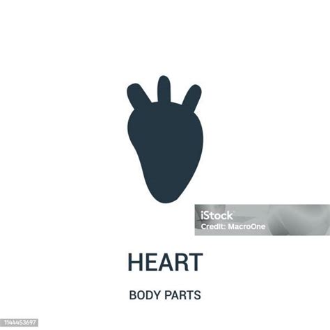 몸 부분 컬렉션에서 심장 실루엣 아이콘 벡터입니다 얇은 라인 심장 실루엣 개요 아이콘 벡터 일러스트 레이 션입니다 2월에 대한 스톡 벡터 아트 및 기타 이미지 Istock