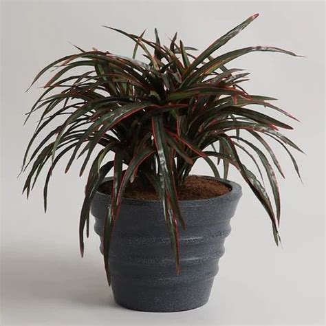 Round Shape Planters At Rs 515piece Round Planter In New Delhi Id