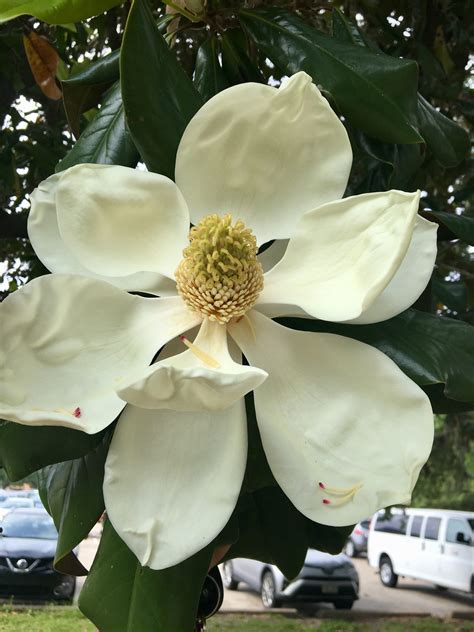 Southern Magnolia Tree Flower
