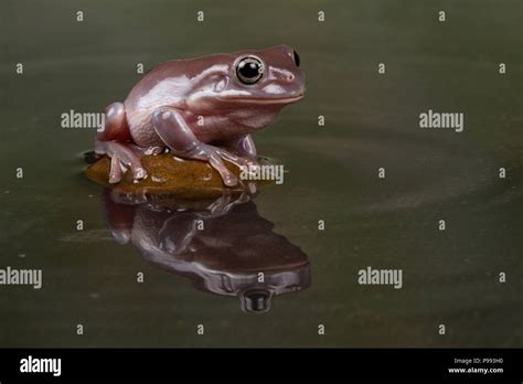 Amphibien Litoria Caerulea Banque De Photographies Et Dimages à Haute Résolution Alamy