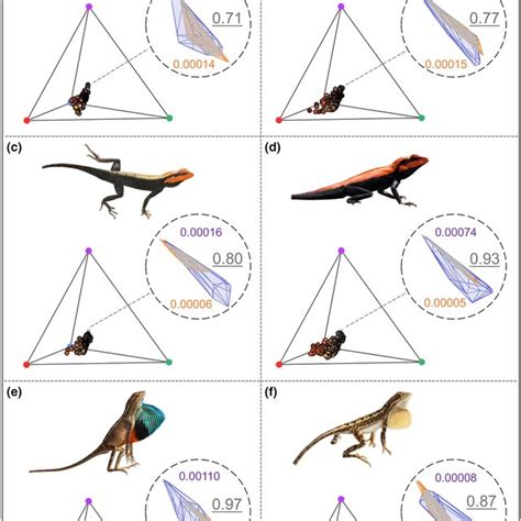 Images Of Each Sex Of Each Of The Six Species With Examples Of The Download Scientific Diagram