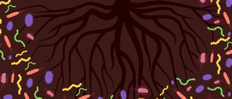 Micro But Mighty Could The Soil Microbiome Improve Climate Predictions