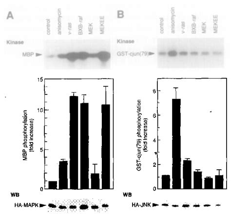 Dominant Negative Mutation Semantic Scholar