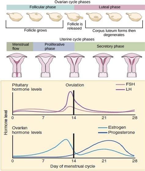 Animal Reproductive System Male