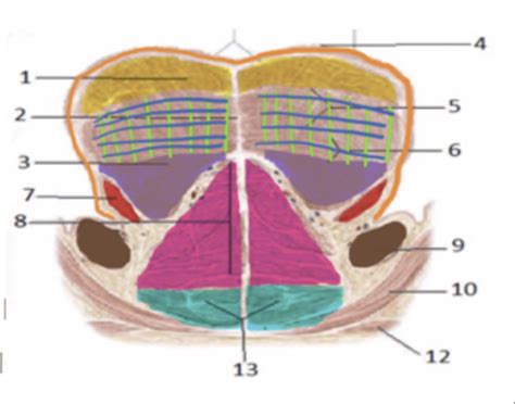 Tongue Coronal Cut Diagram Quizlet