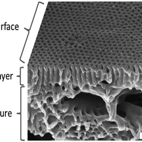 Scanning Electron Micrograph Of A So Called Isoporous Integral Download Scientific Diagram