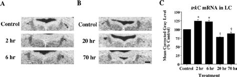 Effect Of Precipitated Opiate Withdrawal On Trk C Mrna Expression In Download Scientific
