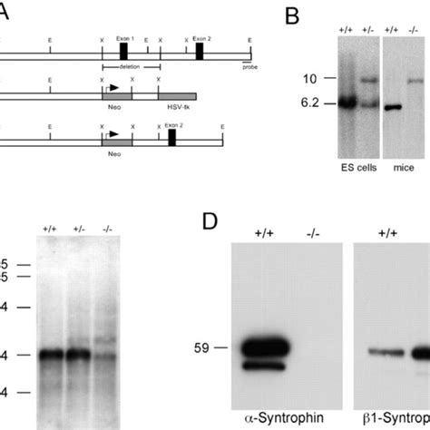 generation and characterization of α syntrophin null mice a a