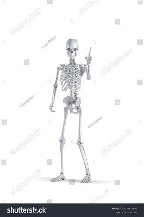 Skeleton Idea 3d Illustration Male Human Stock Illustration 2035619045