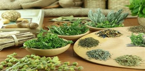 Cây thuốc nam chữa bệnh đau nhức xương khớp hiệu quả tại nhà Nhà thuốc Minh Khang