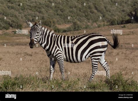 Grants Zebra Equus Quagga Boehmi Hells Gate National Park Kenya