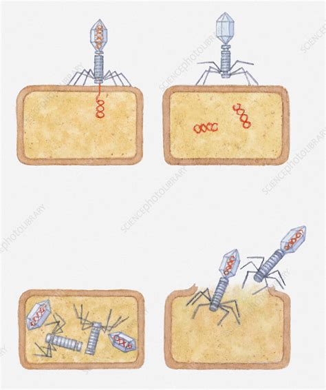 Bacteriophage Replication Illustration Stock Image C053 8241 Science Photo Library