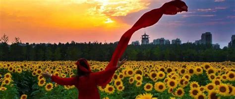 青爱的平谷 夏各庄镇：油葵园田园风光美如画！中共中央