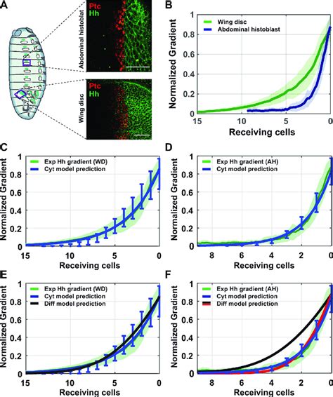 Experimental And Simulated Hh Gradients In Drosophila Tissues A