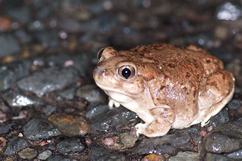 Plains Spadefoot Toad Facts And Pictures
