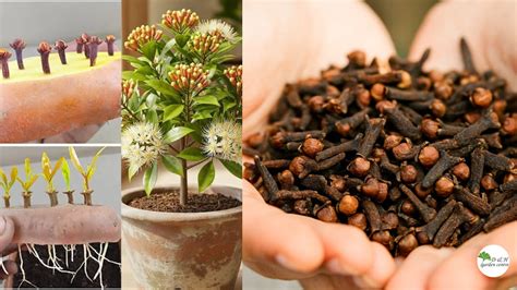How To Grow Clove Tree From Seed The Complete Step By Step Guide For