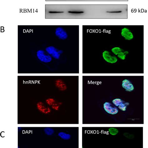 Validation Of The Interacting Proteins A Western Blotting Bands